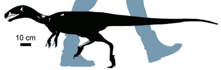 Redescription de Noasaurus – Dinozoïque : Tratayenia et ses compères