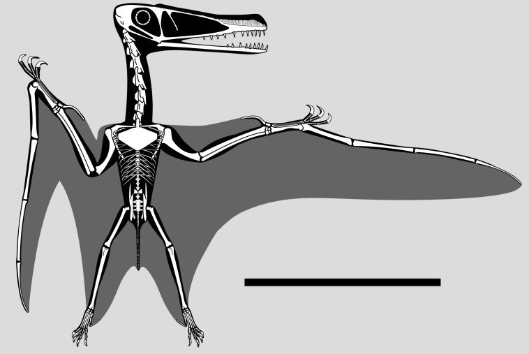 Nouveau ptérosaure : Skiphosoura – Dinozoïque : Tratayenia et ses compères